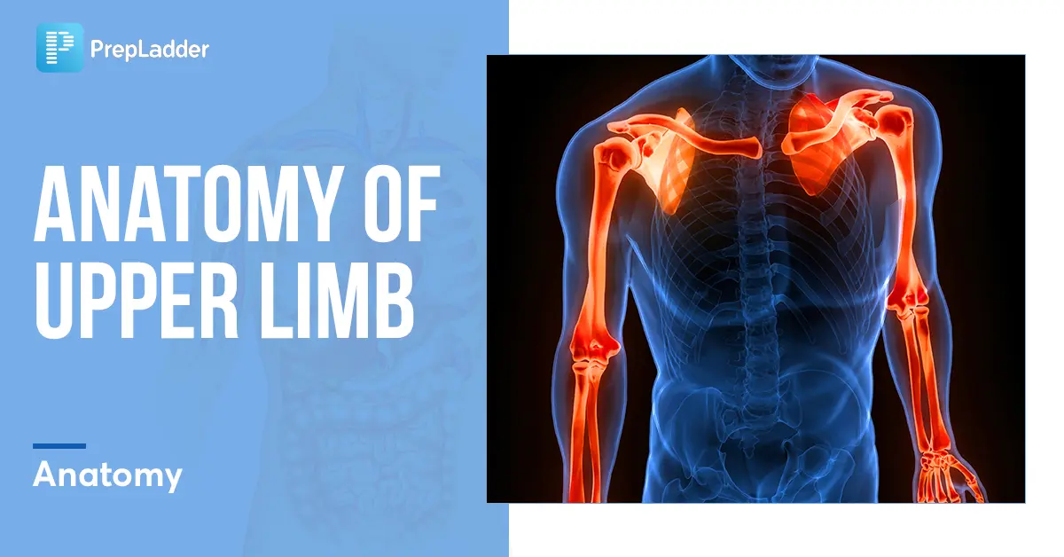 Anatomy Of Upper Limb