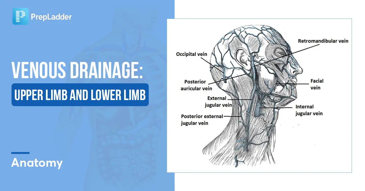 Venous Drainage Of Upper Limb And Lower Limb PrepLadder Venous Drainage Of Upper Limb And Lower Limb PrepLadder